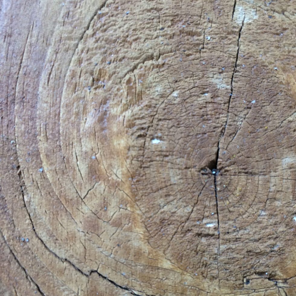 Dendrochronology | Alden Kindred of America